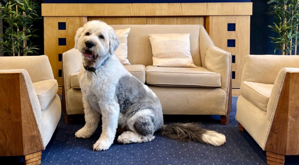 Meet Leon, Shinerocks Estate Agents Newest Operations Manager. | ShineRocks