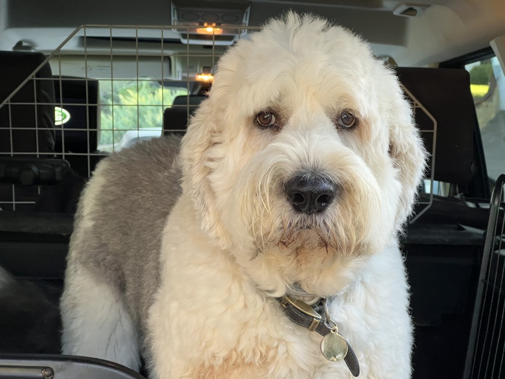 Diesel vs. Electric Cars: The Estate Agent’s Guide to Switching ...