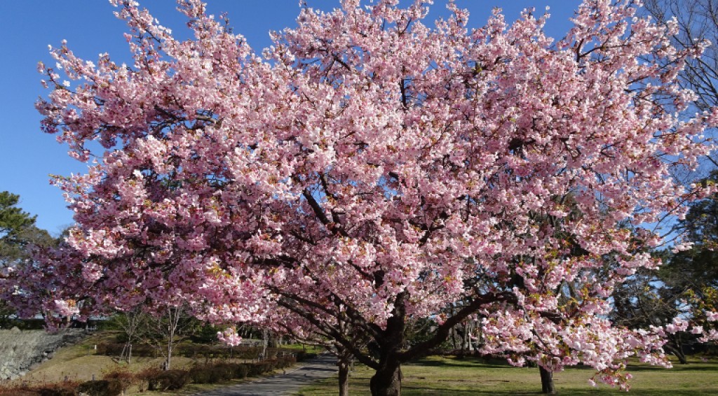 May 2025 Property Market Update | ShineRocks